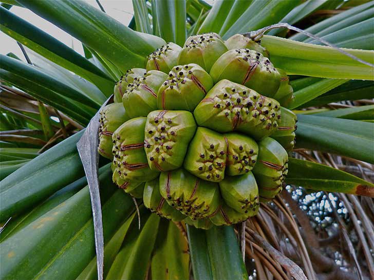 20 από τα πιο περίεργα Φρούτα στον Κόσμο (Φωτογραφίες)